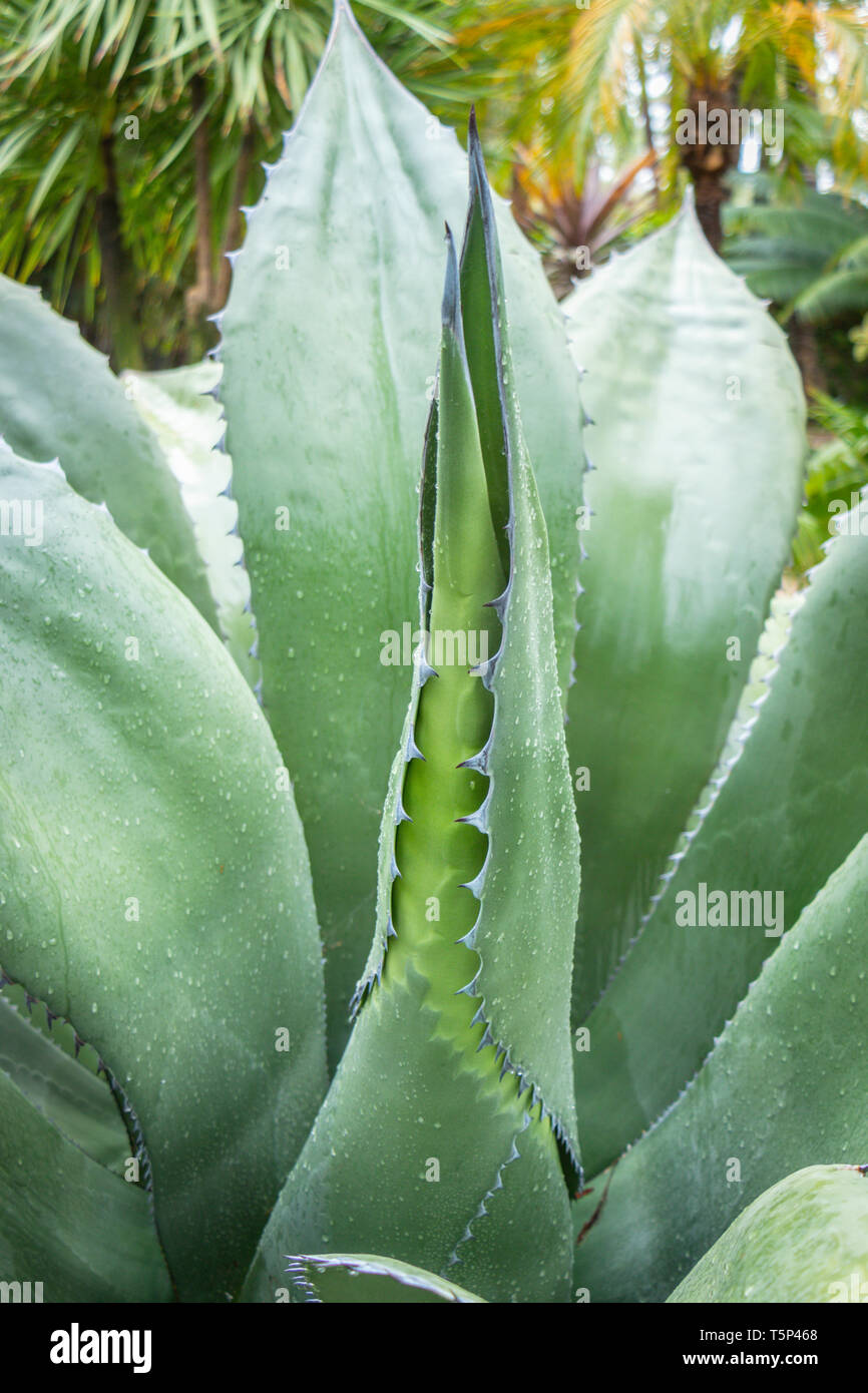 Spiky palm trees hi-res stock photography and images - Alamy