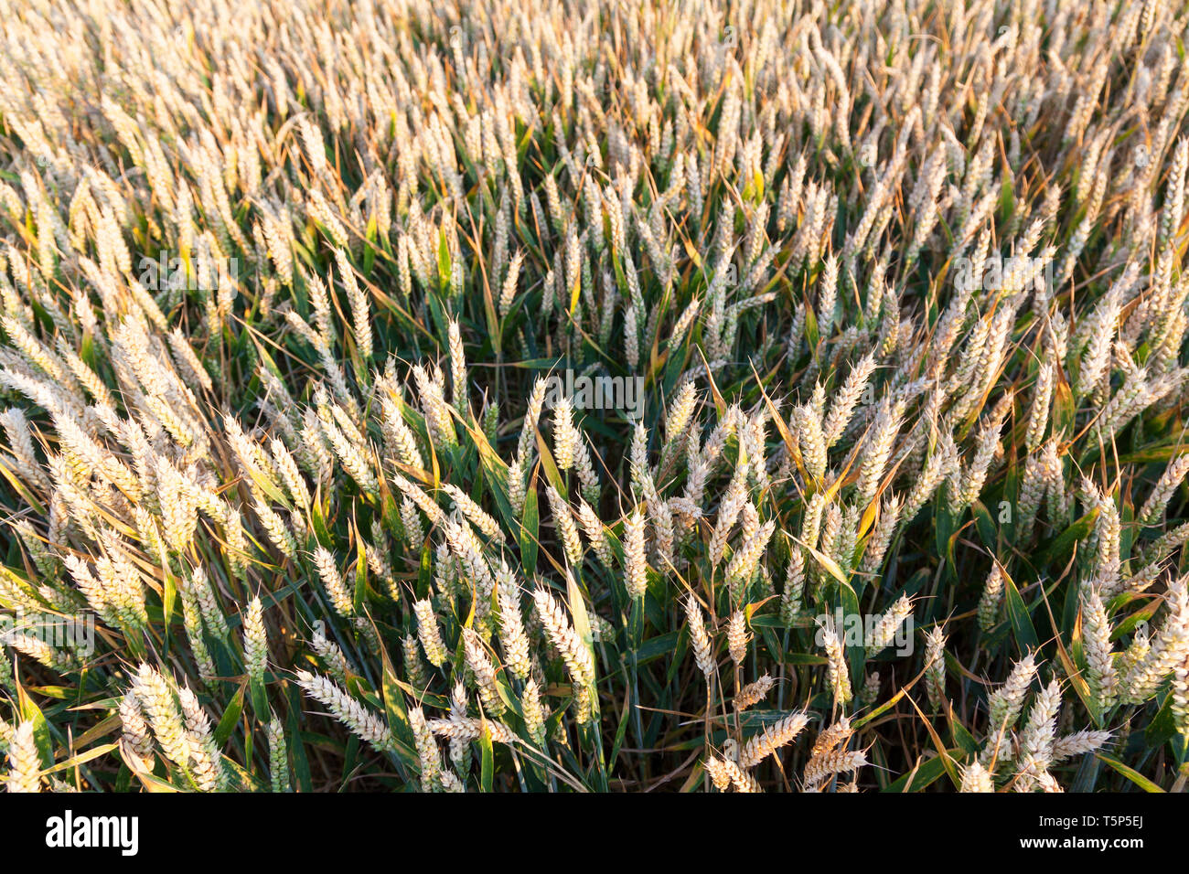 A field of ripe wheat Stock Photo - Alamy