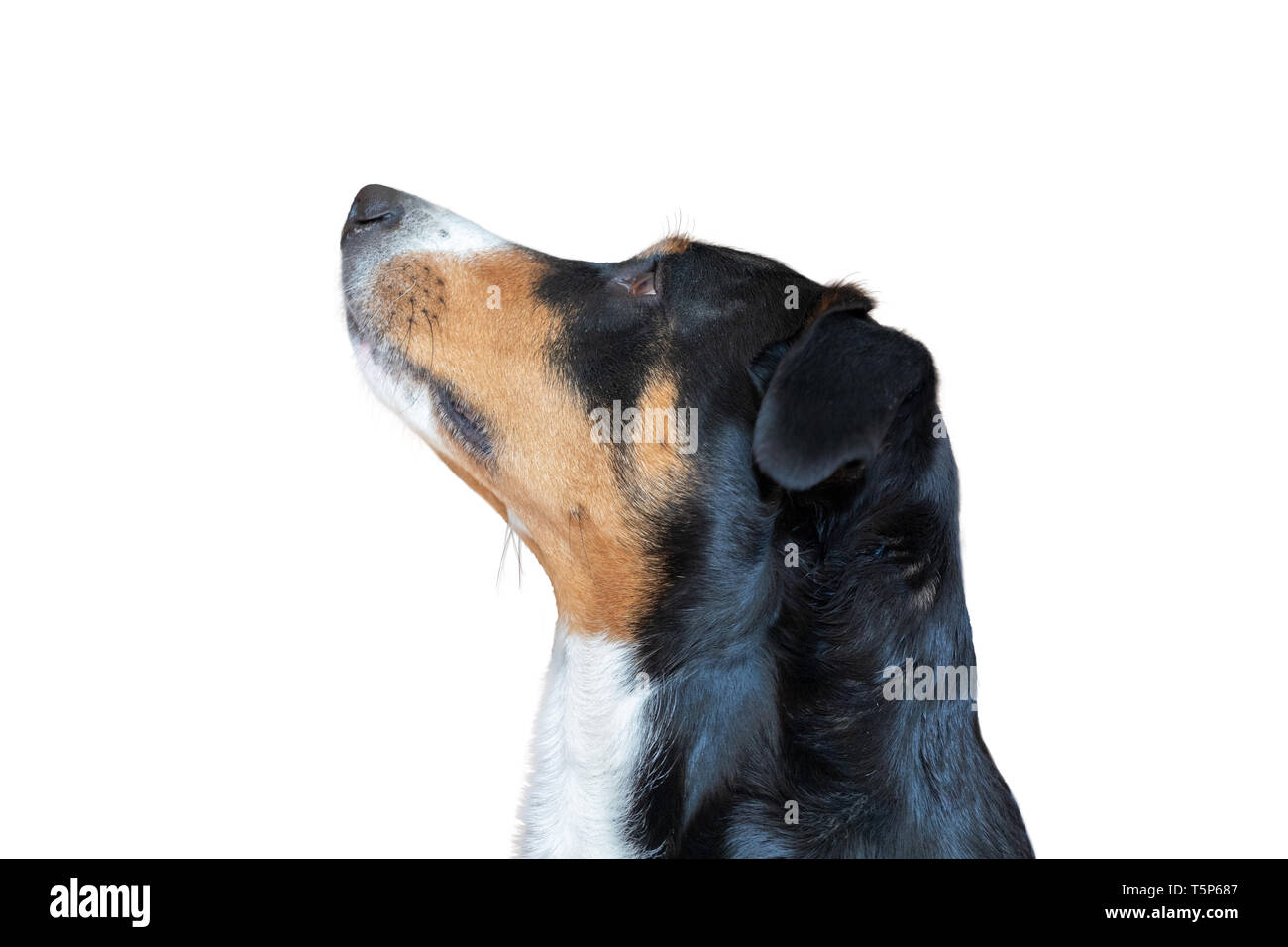 Appenzeller Mountain Dog looking up against a white background Stock ...