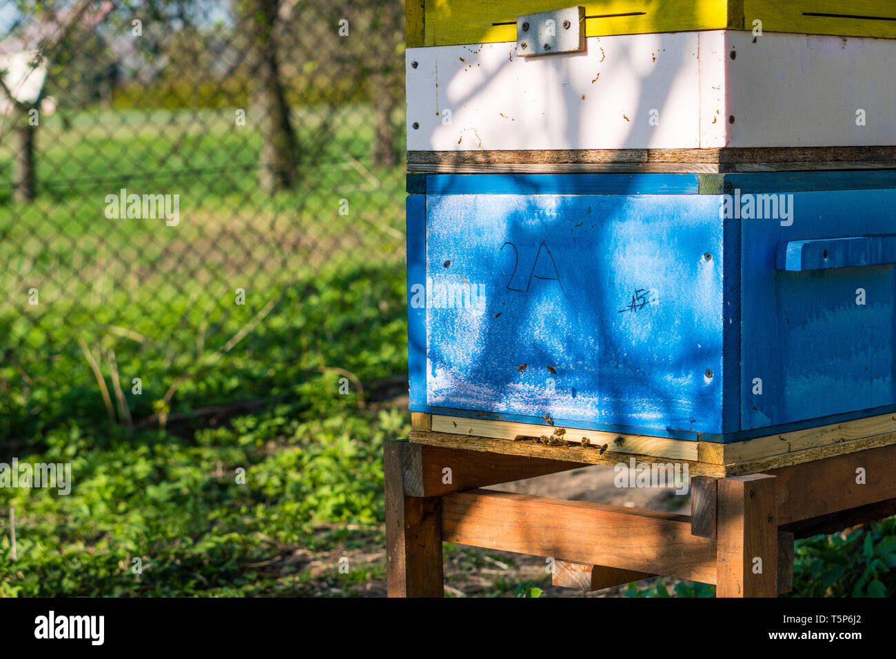 Close-up on Beeshive, visible bees fly into the hive. In the background ...
