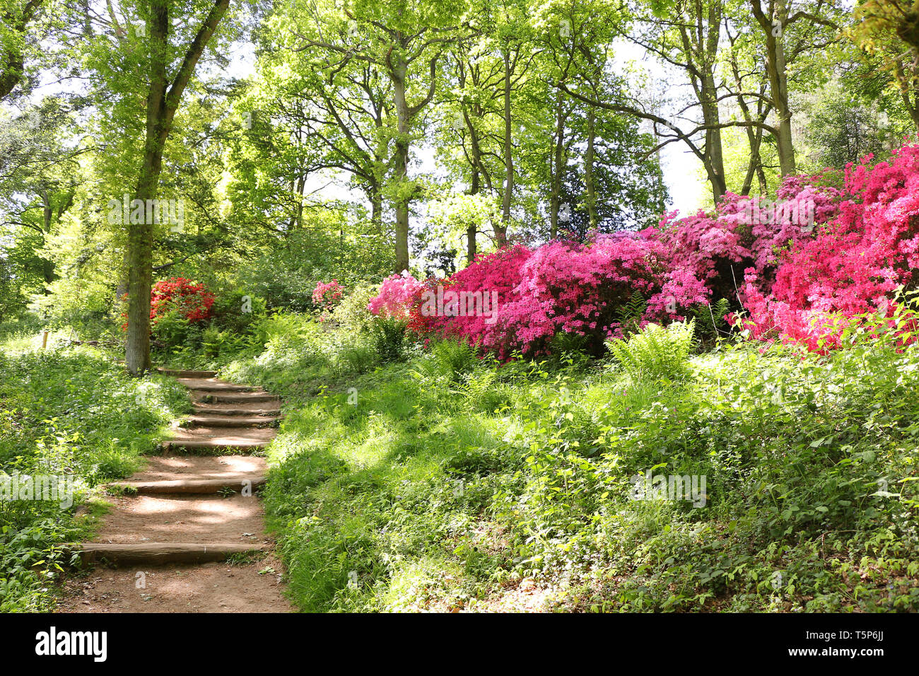 Foot path along the woodland hi-res stock photography and images - Alamy