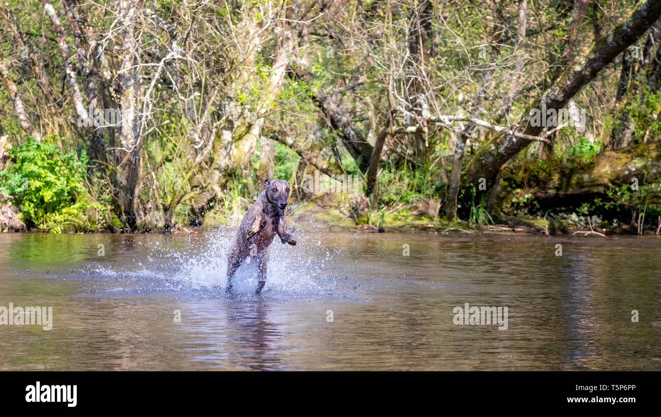Active whippet hi-res stock photography and images - Alamy