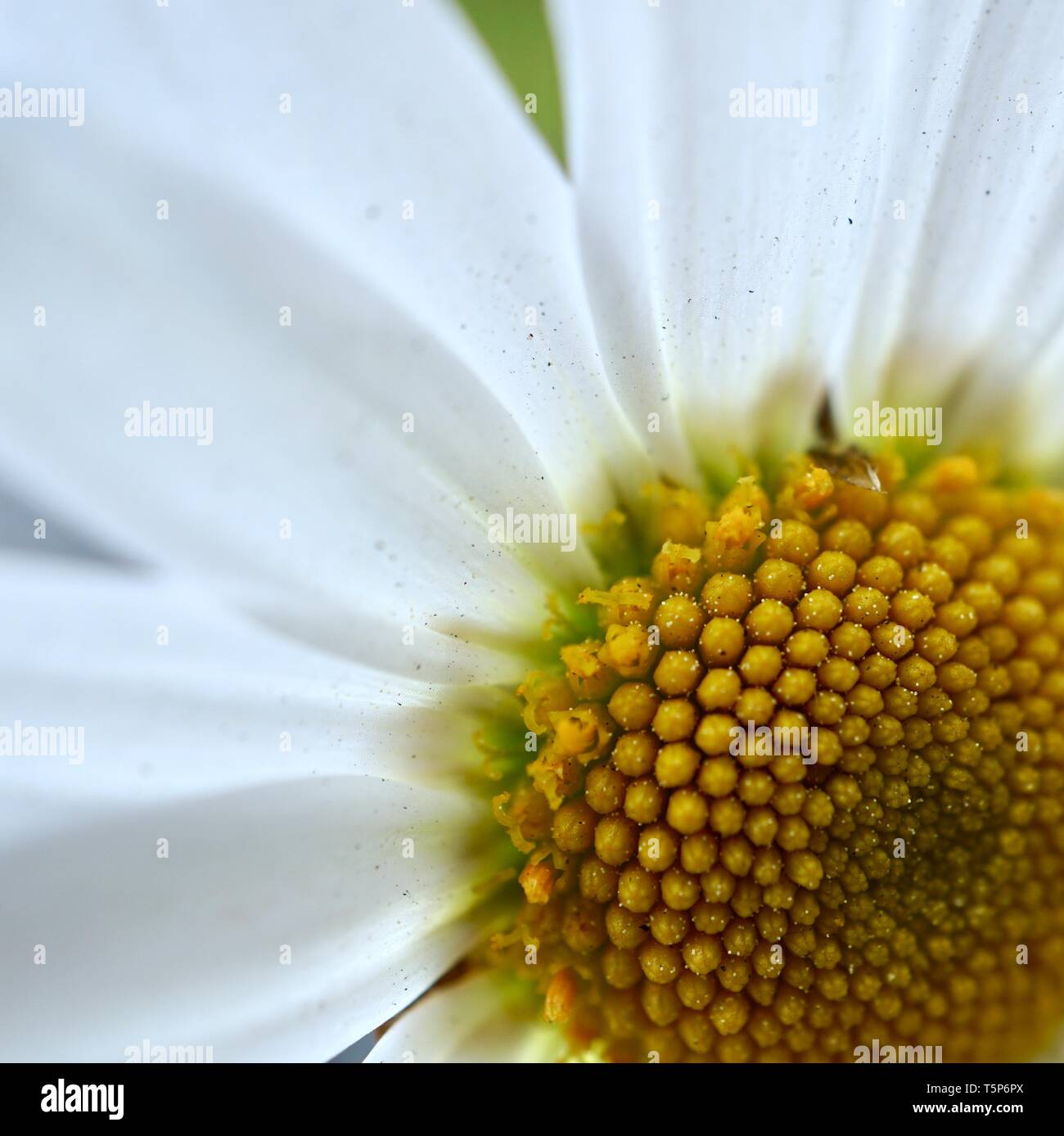 White daisy in nature hi-res stock photography and images - Alamy