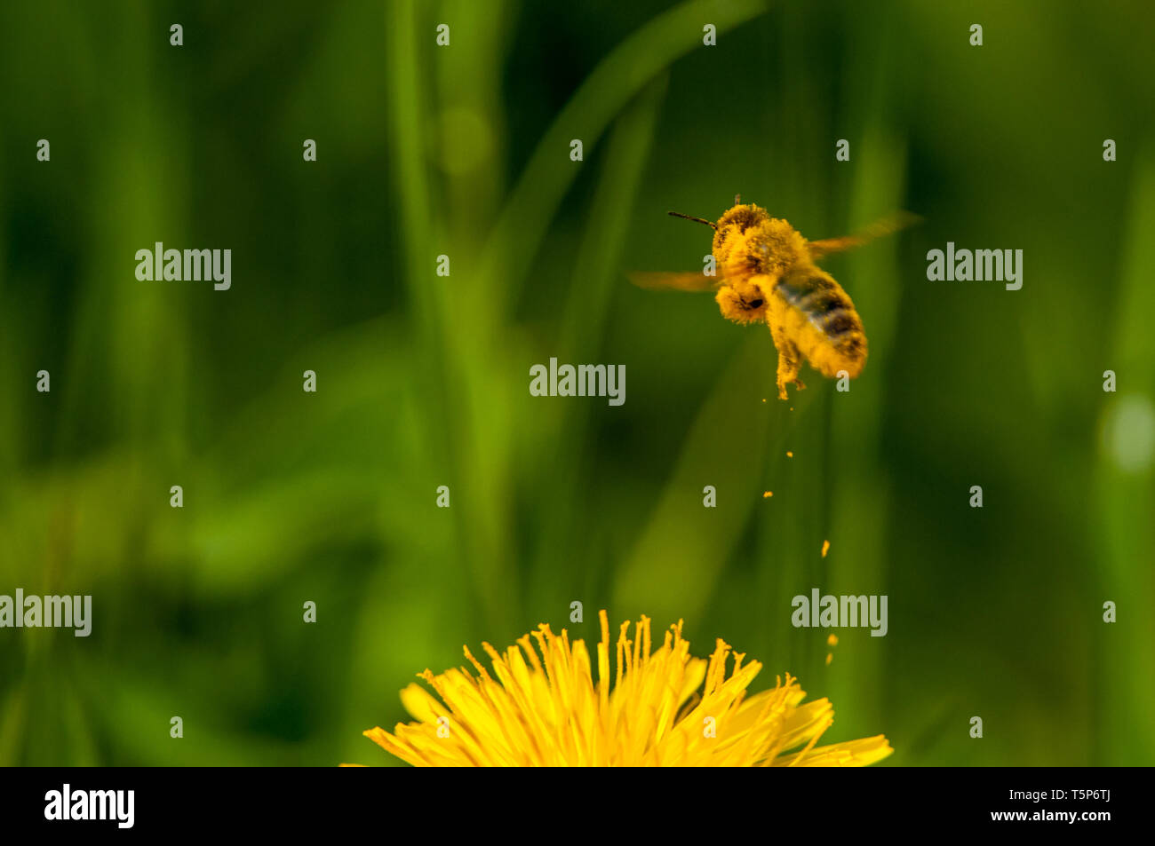 Strain food hi-res stock photography and images - Alamy