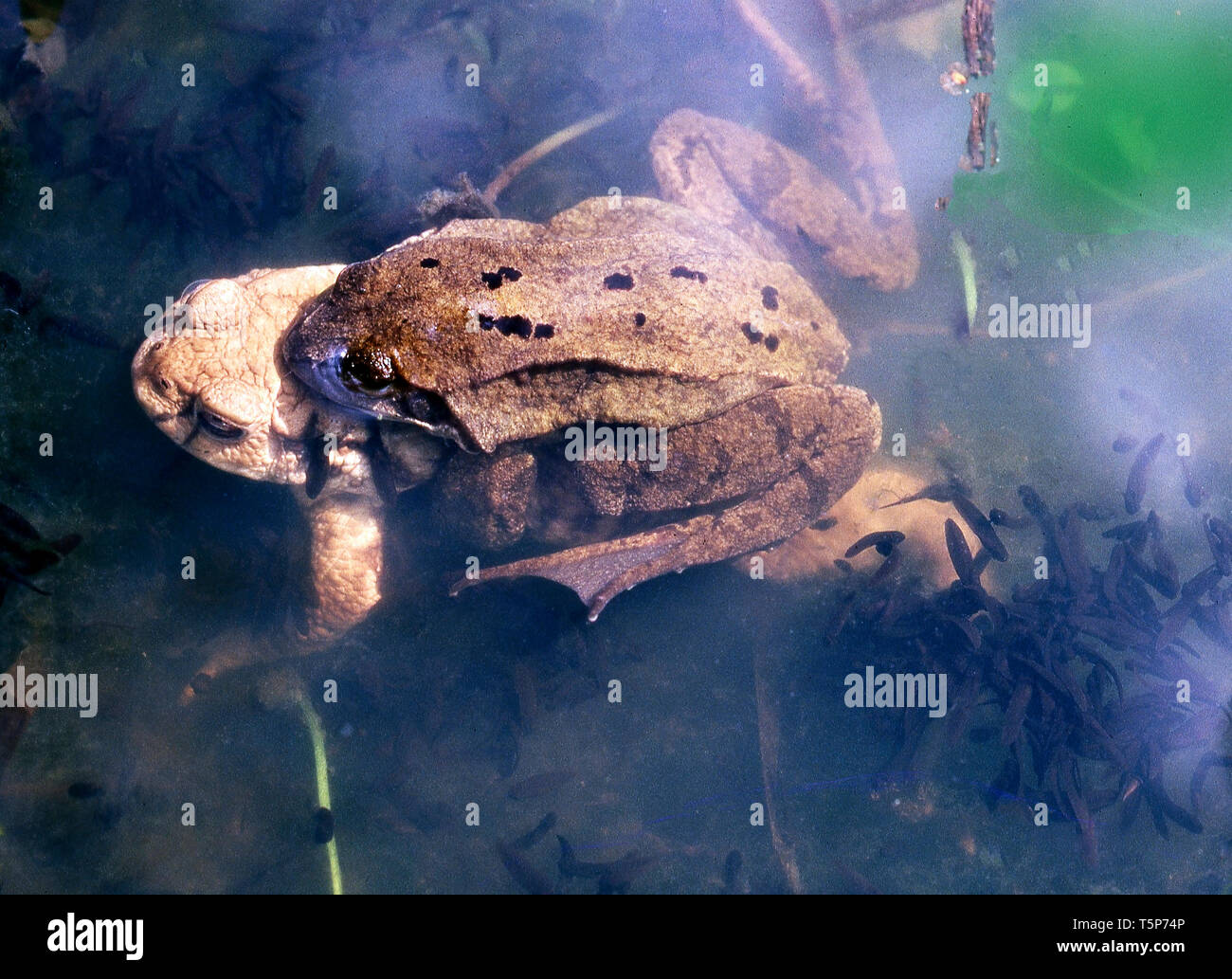 TOADS MATING AMONG FROG TADPOLES (BUFO BUFO Stock Photo - Alamy