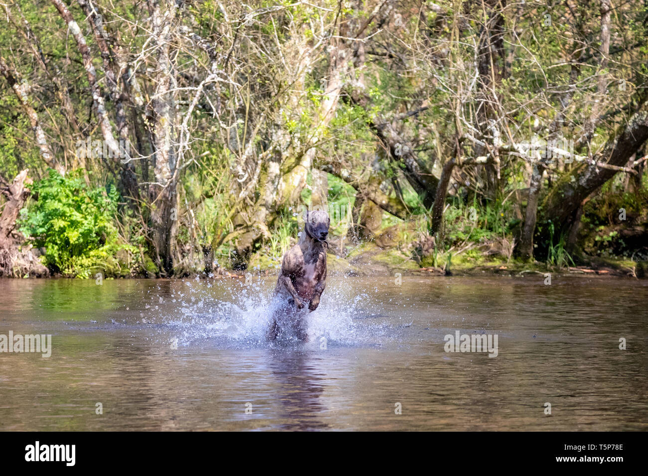 English whippet hi-res stock photography and images - Alamy