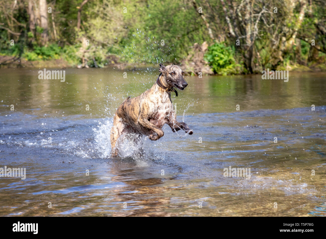 Whippet river hi-res stock photography and images - Alamy