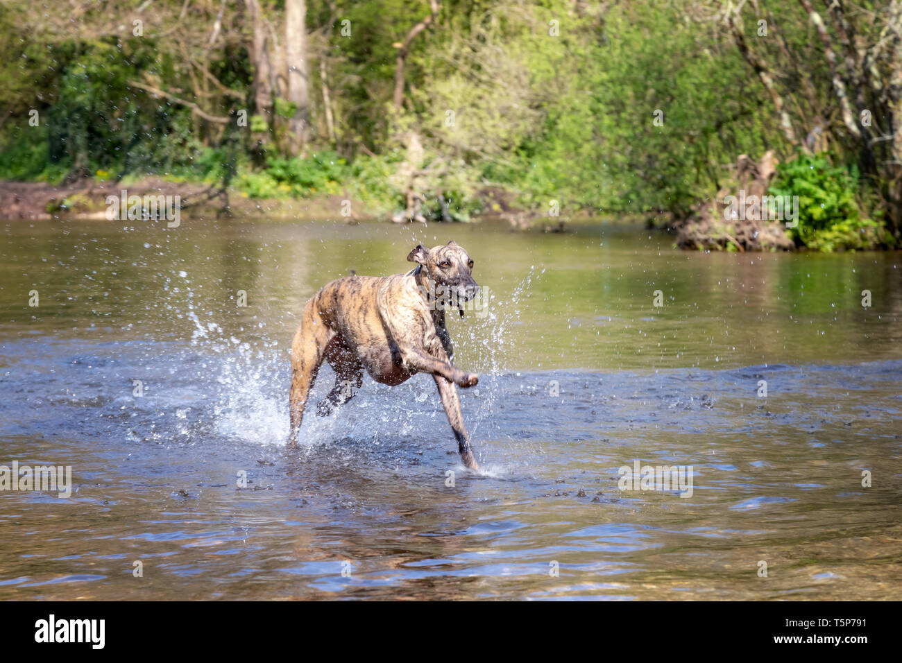 Young brindled whippet has fun playing in a river in the English ...
