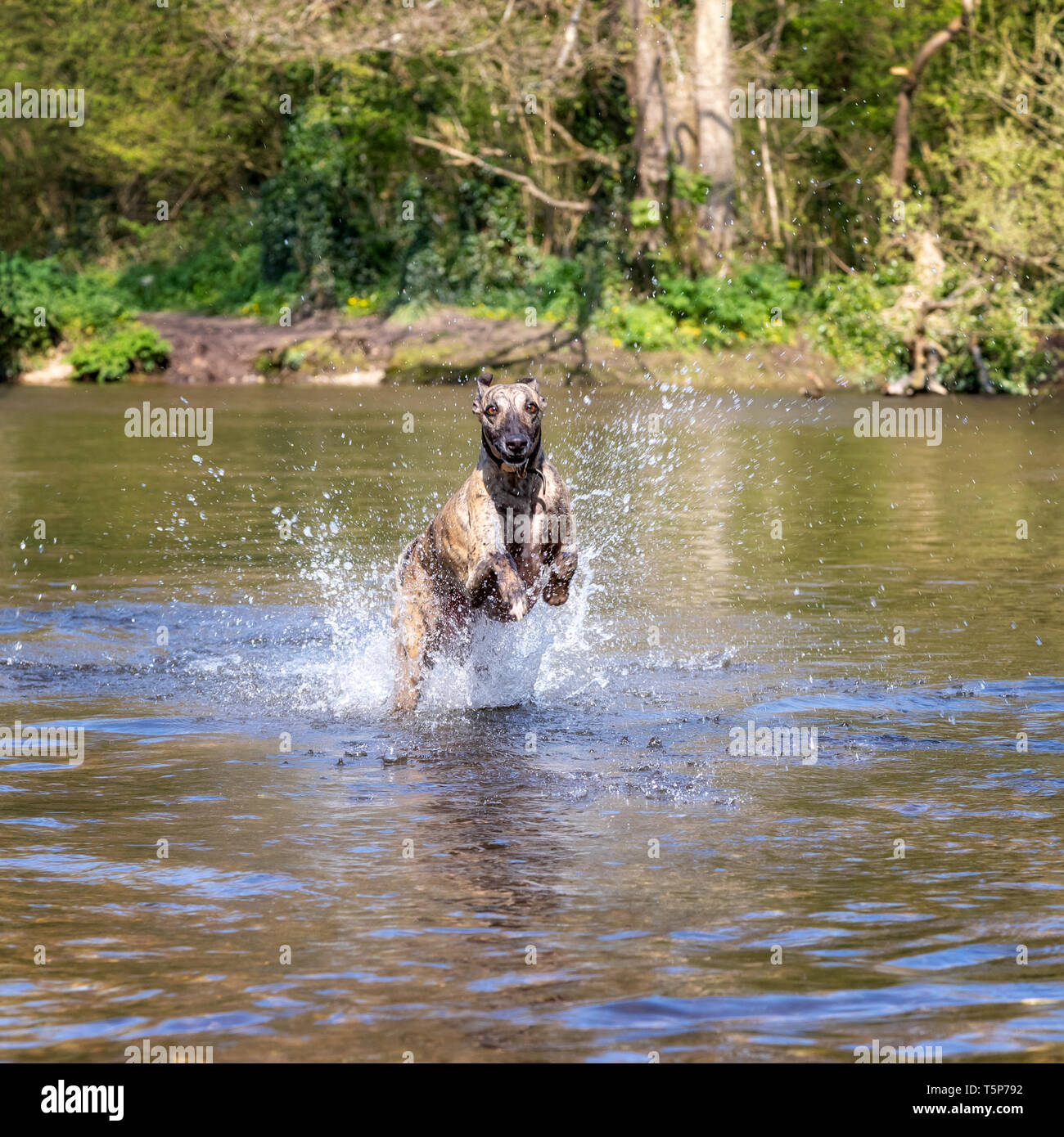 Active whippet hi-res stock photography and images - Alamy