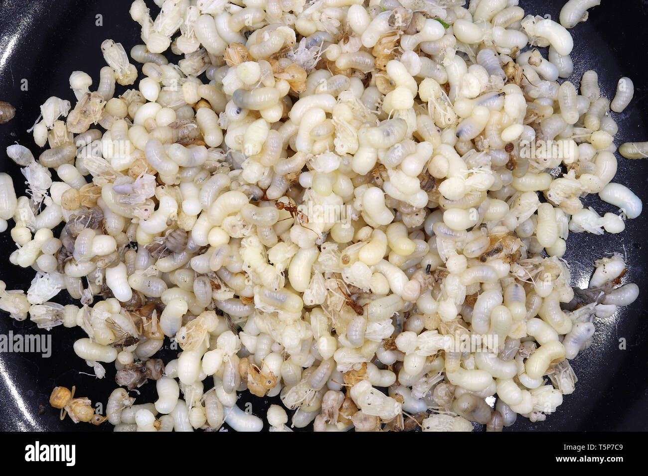 Raw Red ant eggs : are cooked in types of food such as Spicy Raw Ant Egg Salad. seems to be the ...