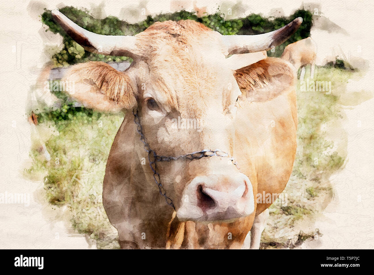 Beige cow with horns hi-res stock photography and images - Alamy