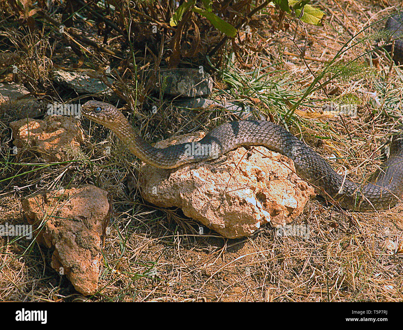A large whip snake in the undergrowth, Cyprus Stock Photo - Alamy