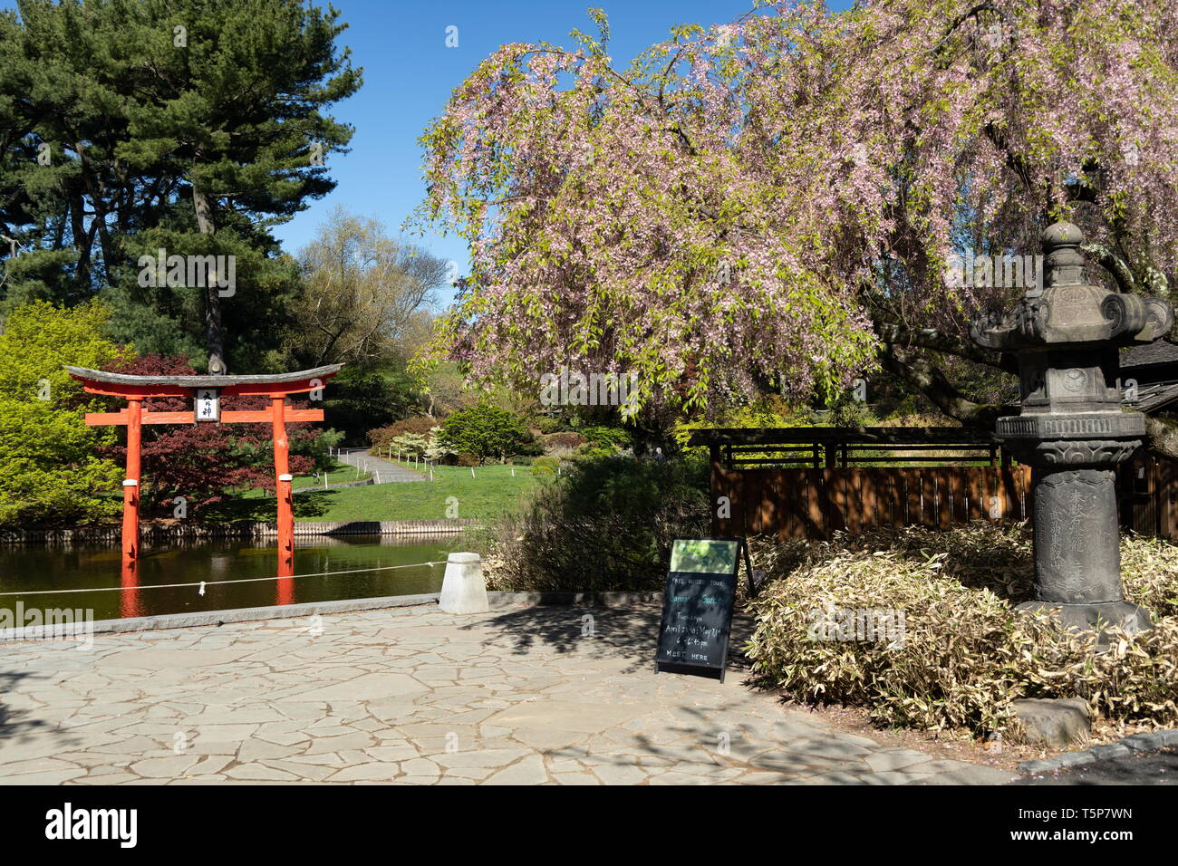 Torii gate cherry blossoms hi-res stock photography and images - Alamy