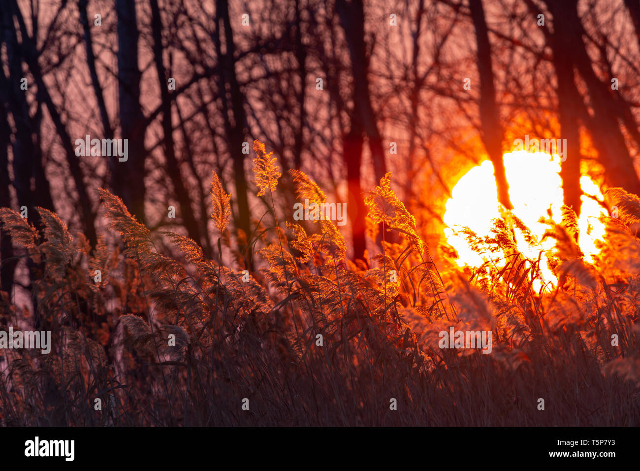Beautiful sunset light hi-res stock photography and images - Alamy
