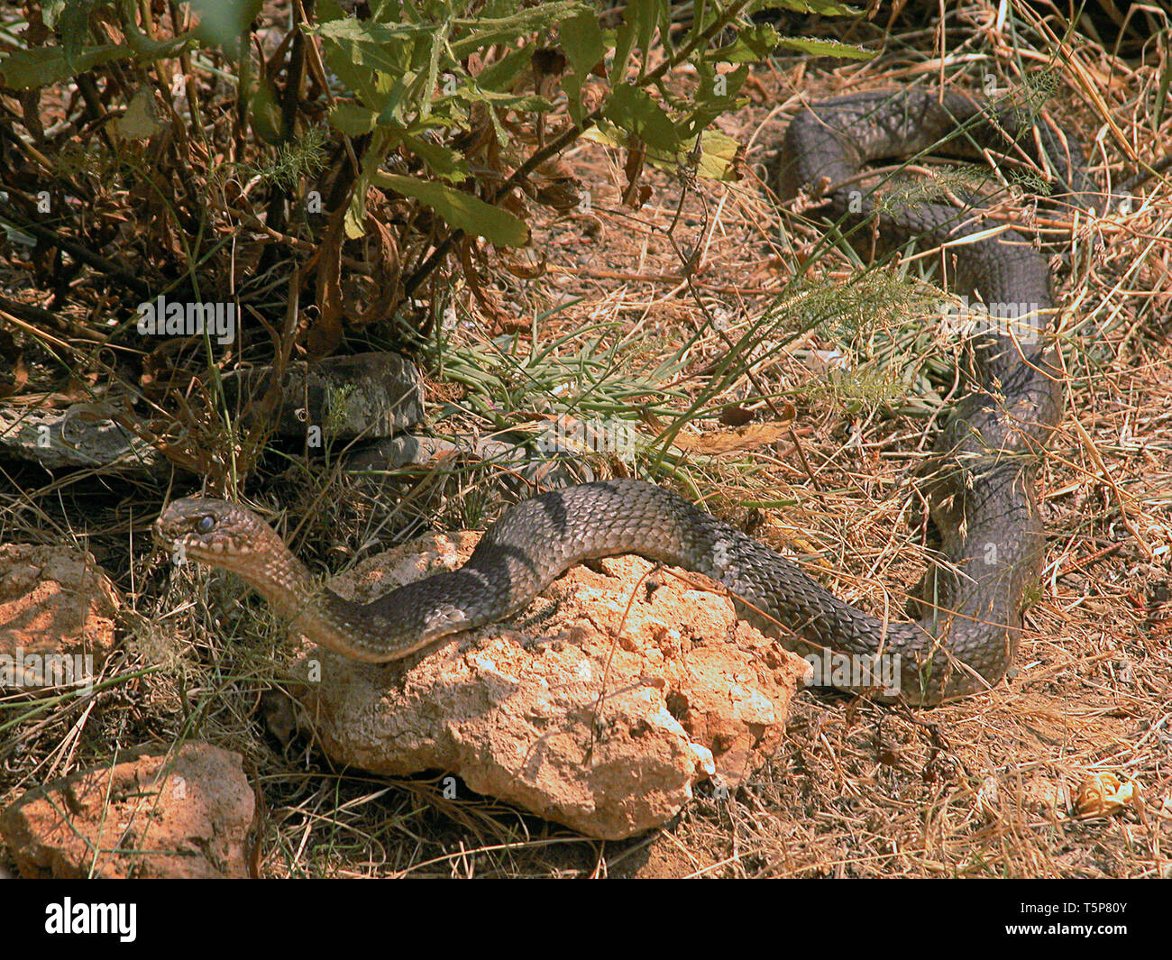 Large whip snake in the undergrowth in Cyprus Stock Photo - Alamy