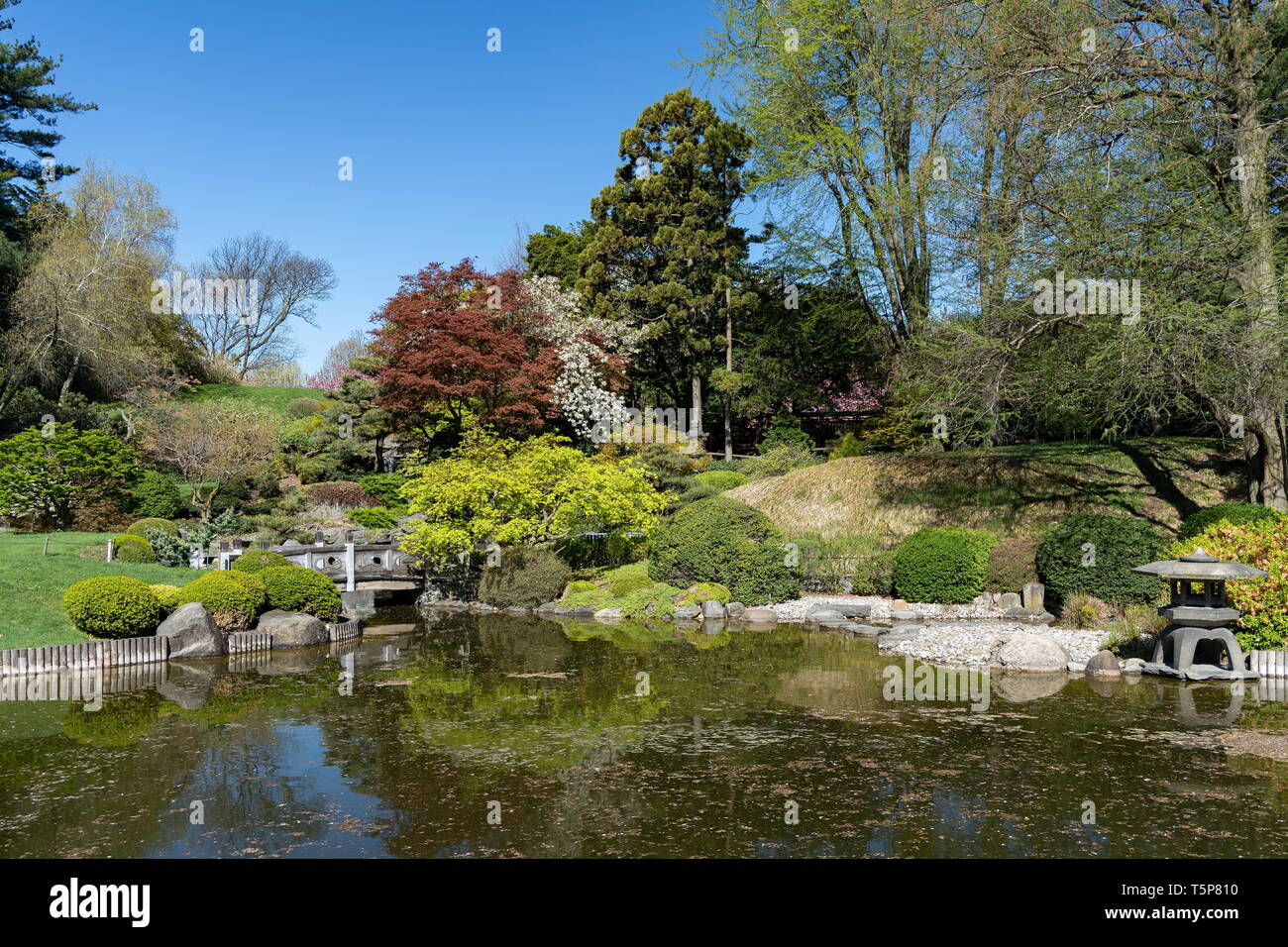 Flora at the Japanese Hill-and-Pond Garden in Brooklyn Botanic Garden ...