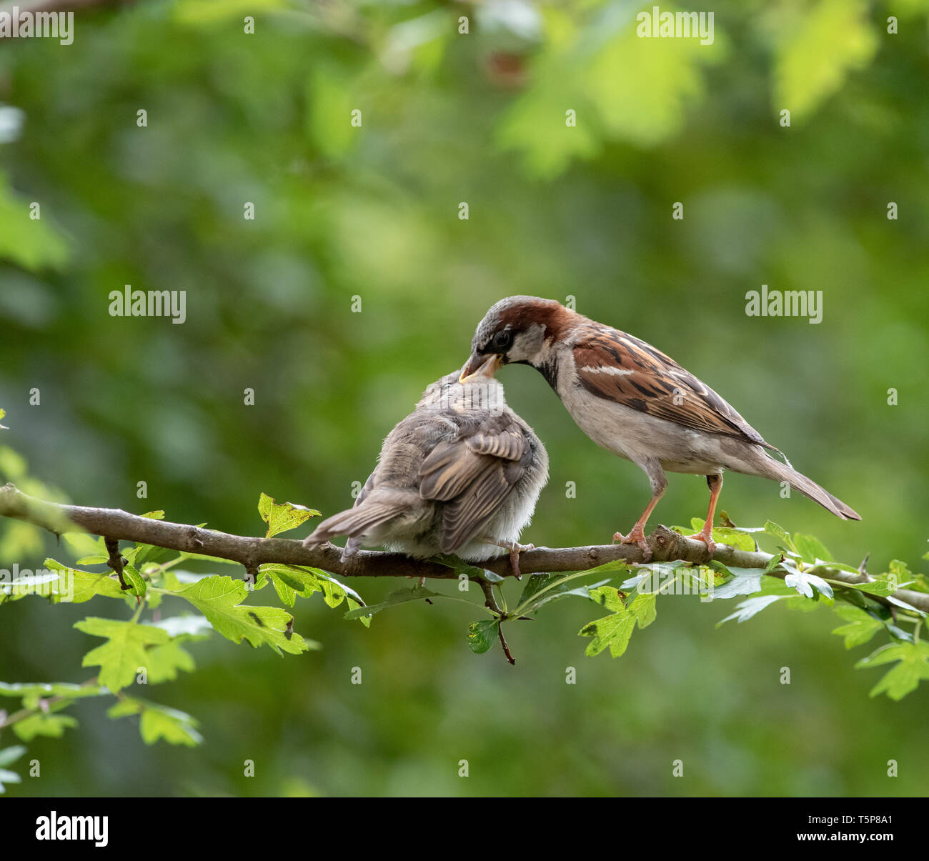 Baby sparrow with dad hi-res stock photography and images - Alamy