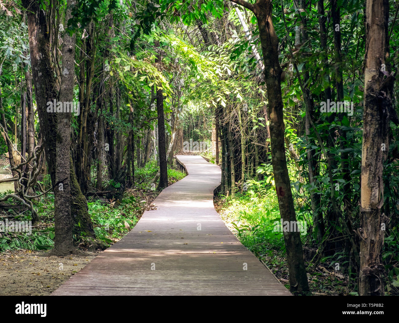 Wood pathway in tropical rainforest Stock Photo - Alamy