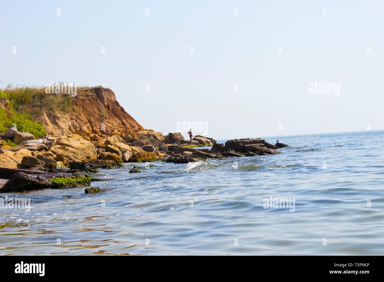 Sea shore with forest under sky. Beautiful landscape with trees on ...