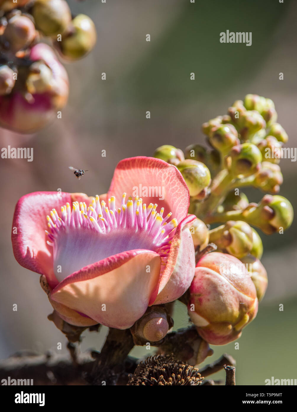 Flying with cannonball hi-res stock photography and images - Alamy