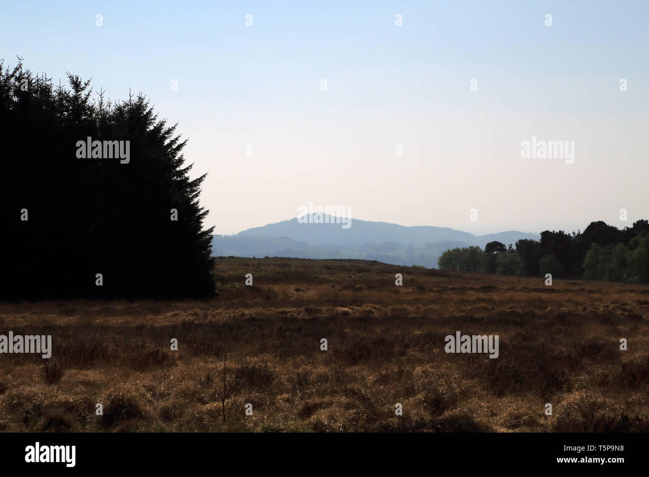 View across open moorland to Hood Hill from Boltby Forest, Boltby ...