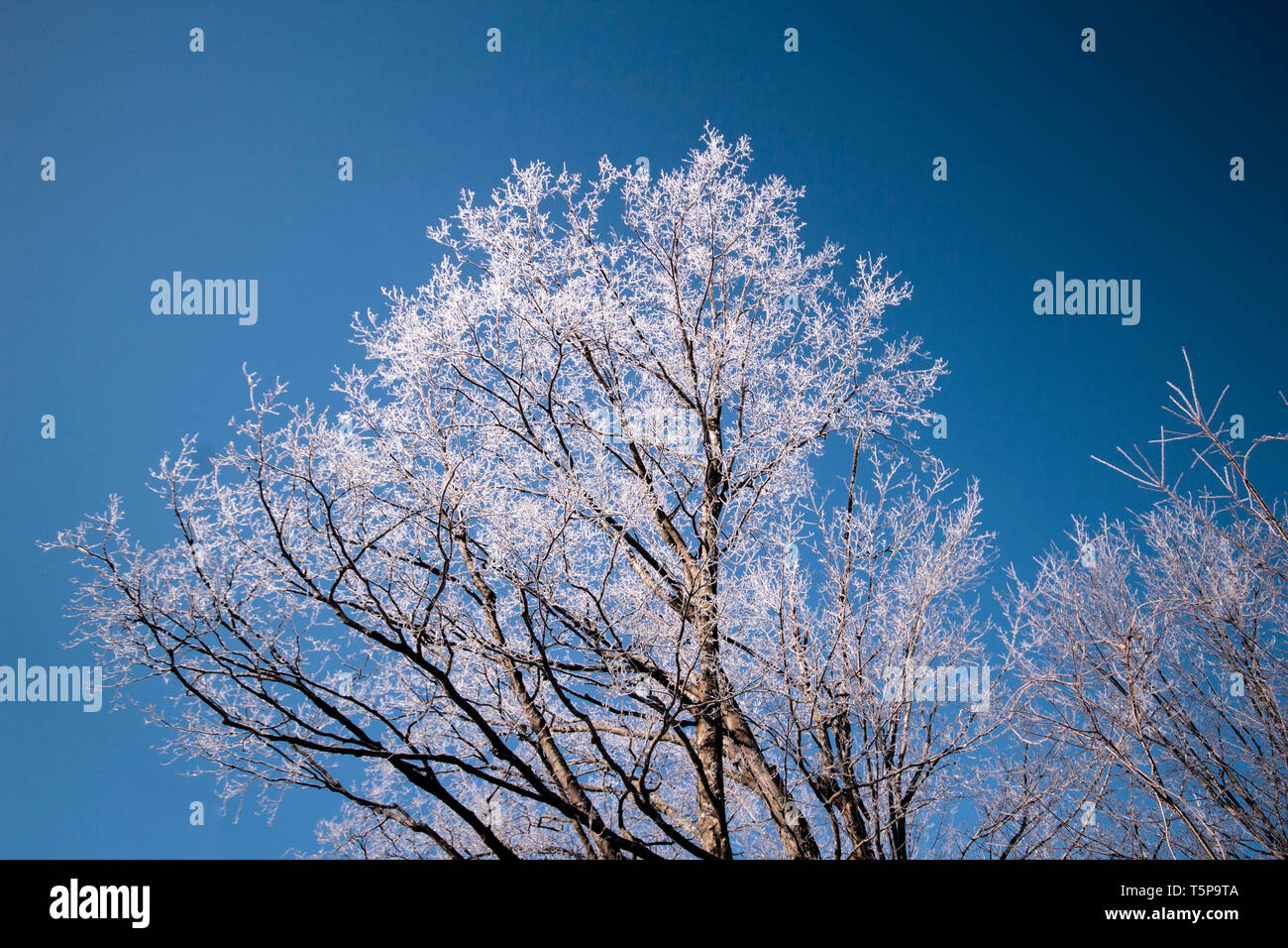 Crystallized branches hi-res stock photography and images - Alamy