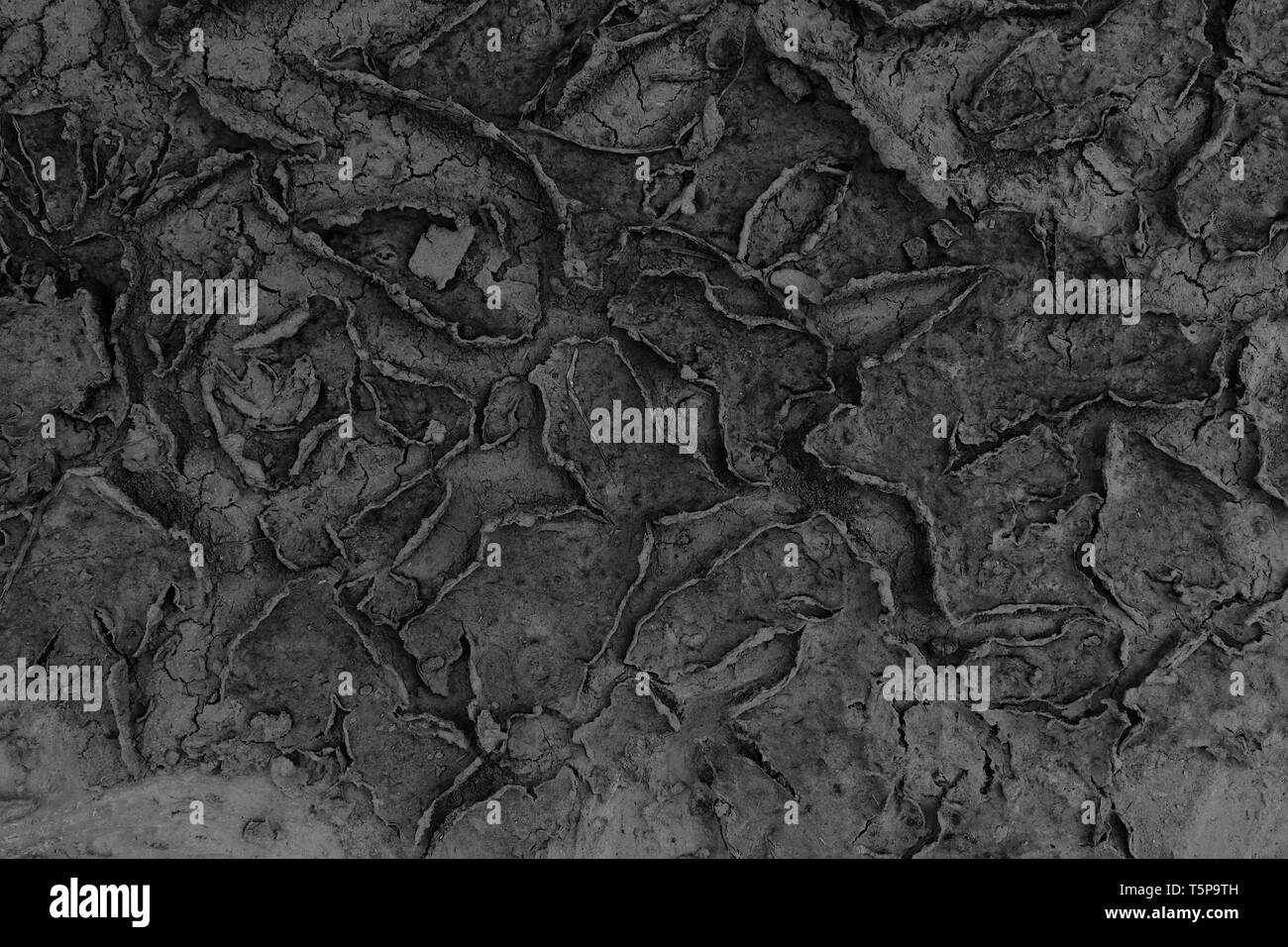 The black and white photography emphasized the texture and form of the ...