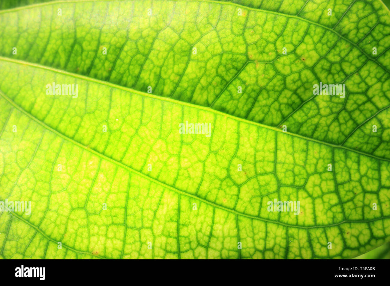 Lines of leaves hi-res stock photography and images - Alamy