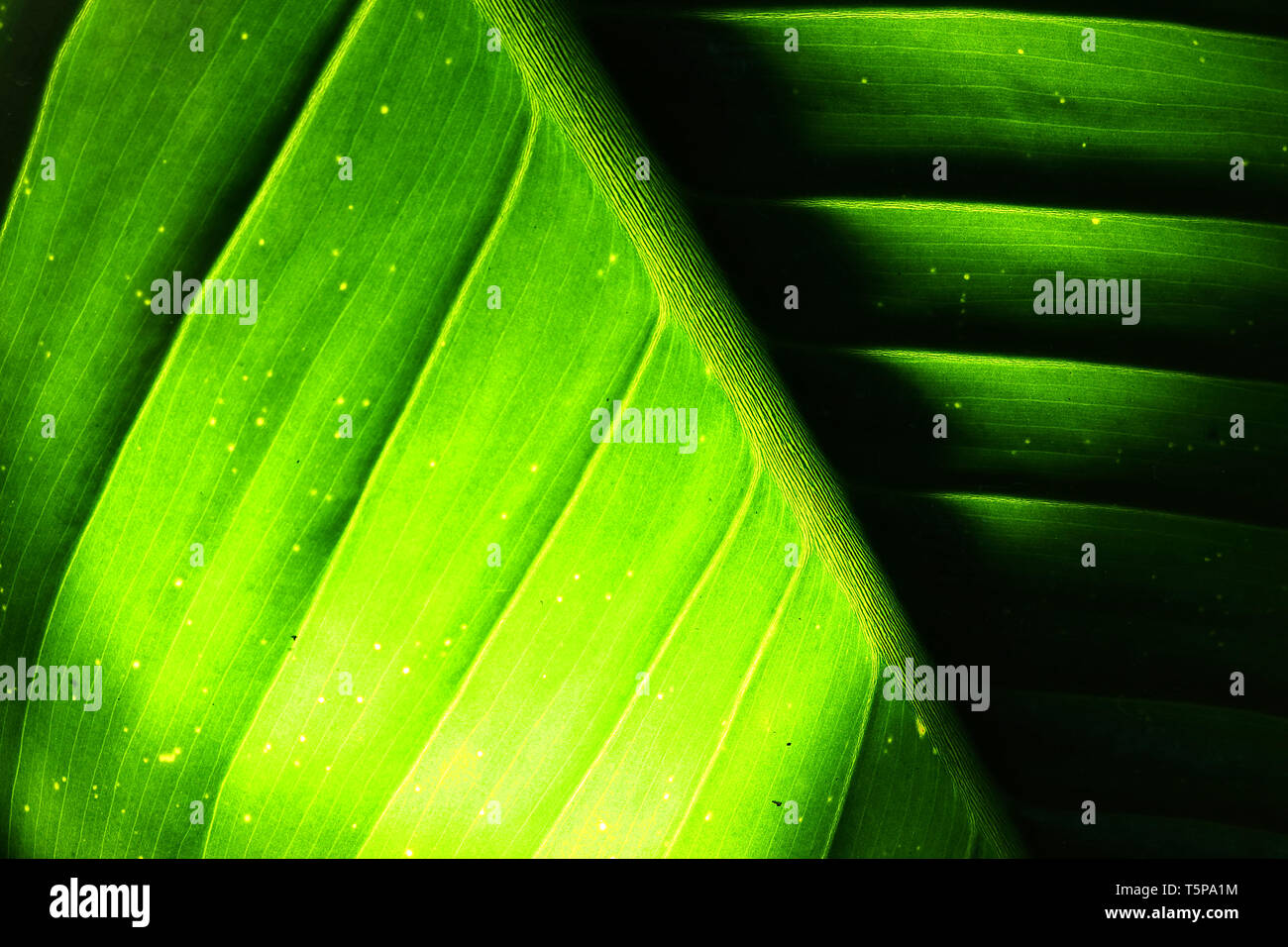 The stunning green leaf with its intricate vein network Stock Photo - Alamy The stunning green leaf with its intricate vein network Stock Photo - Alamy
