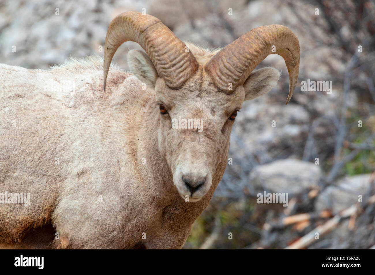 Bighorn sheep foraging for food high in the Colorado Rocky Mountains ...
