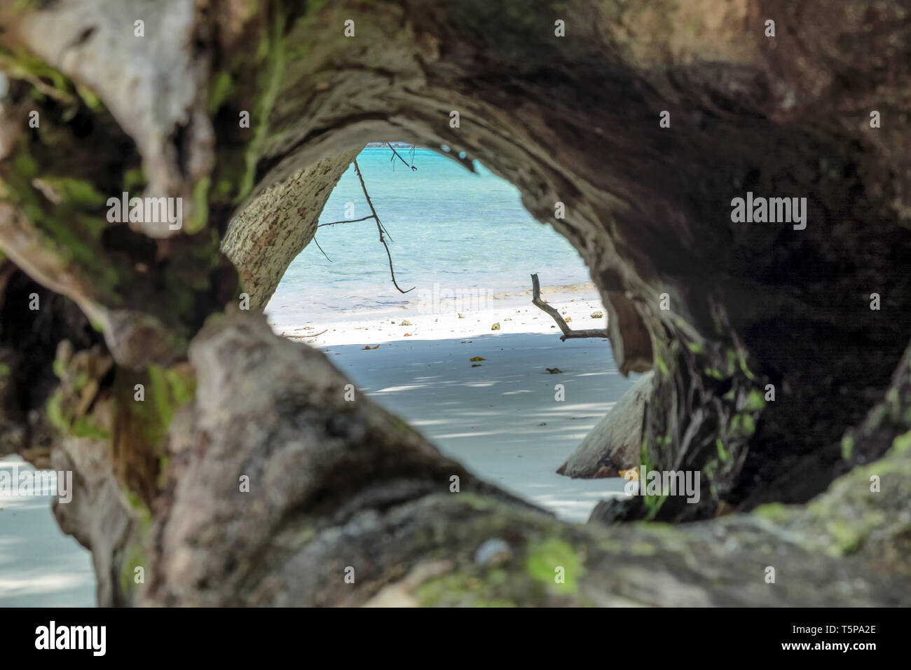 Clear sea beach in hollow tree Stock Photo - Alamy