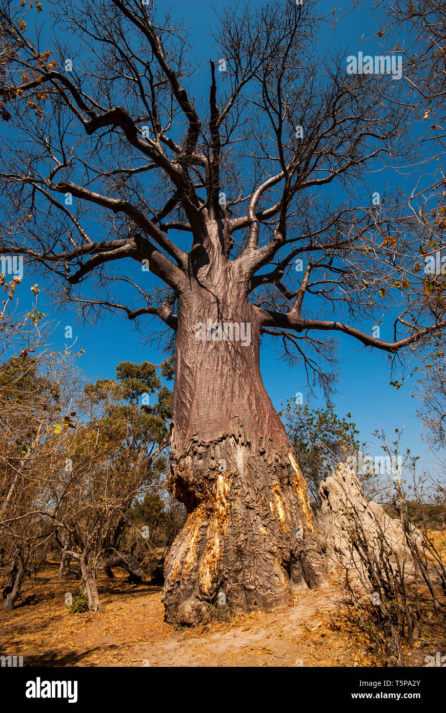 Baobab tree showing clear damage made by elephants, Moremi Game Reserve ...