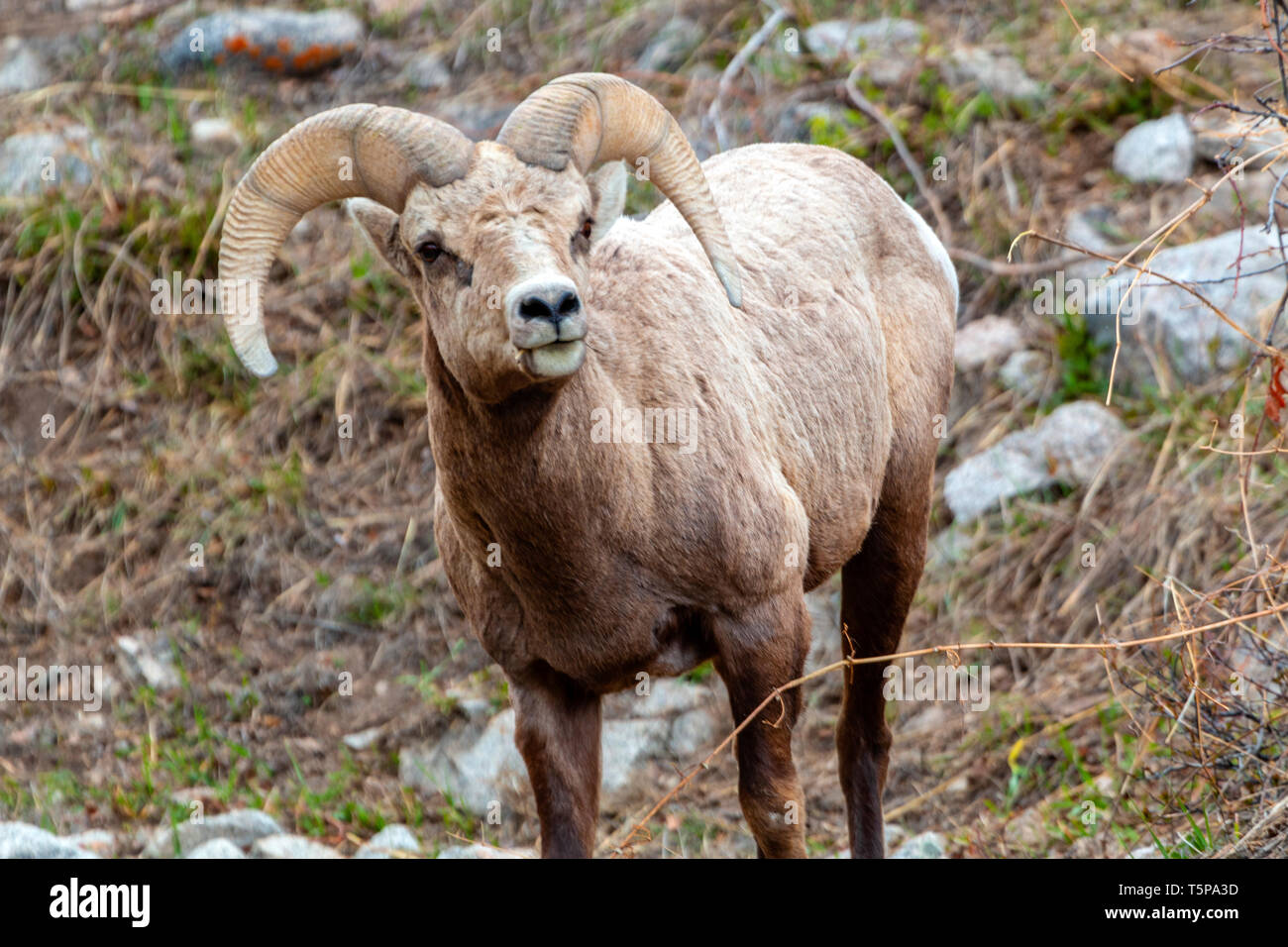 Bighorn sheep foraging for food high in the Colorado Rocky Mountains ...