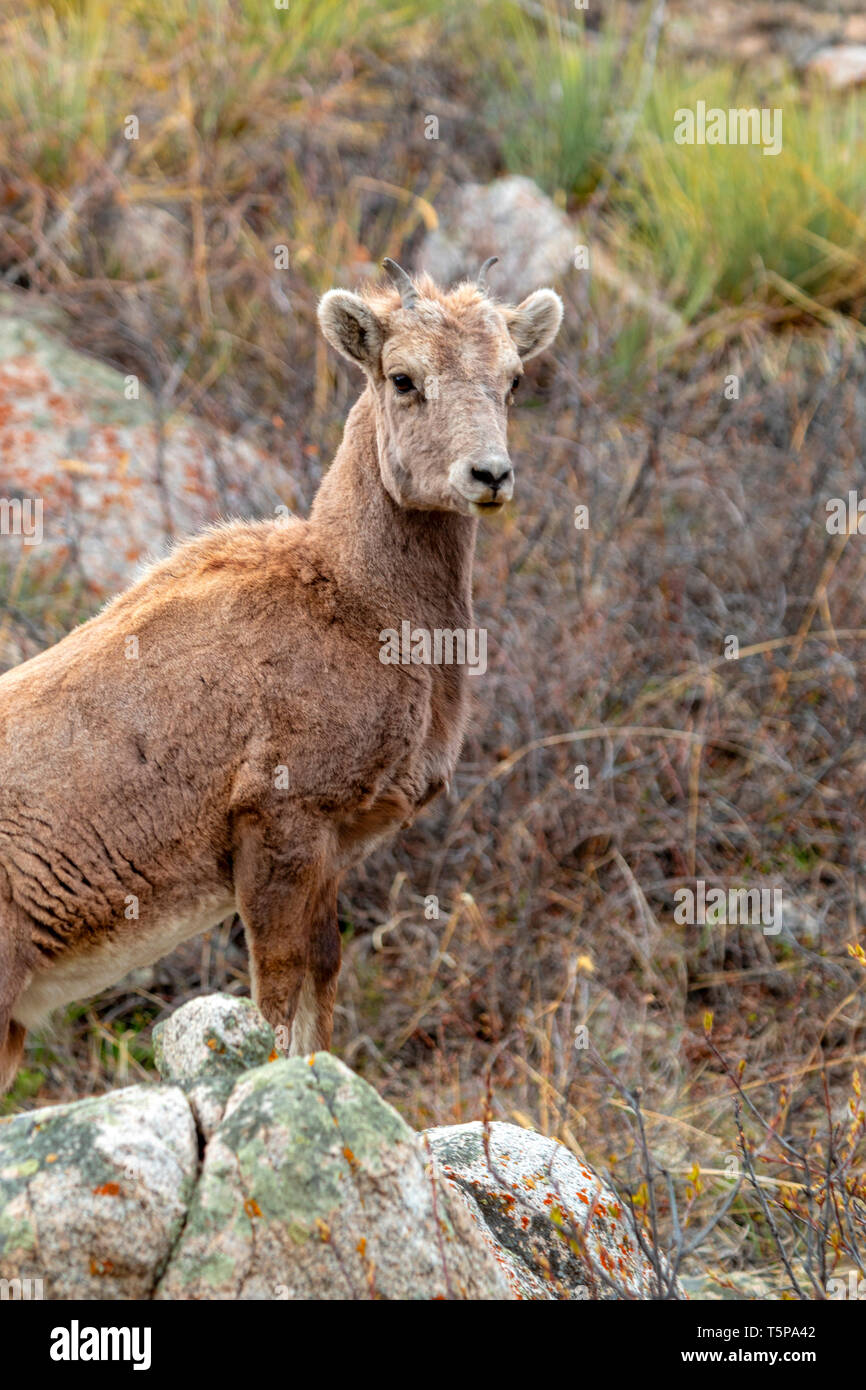 Sacred ram hi-res stock photography and images - Alamy