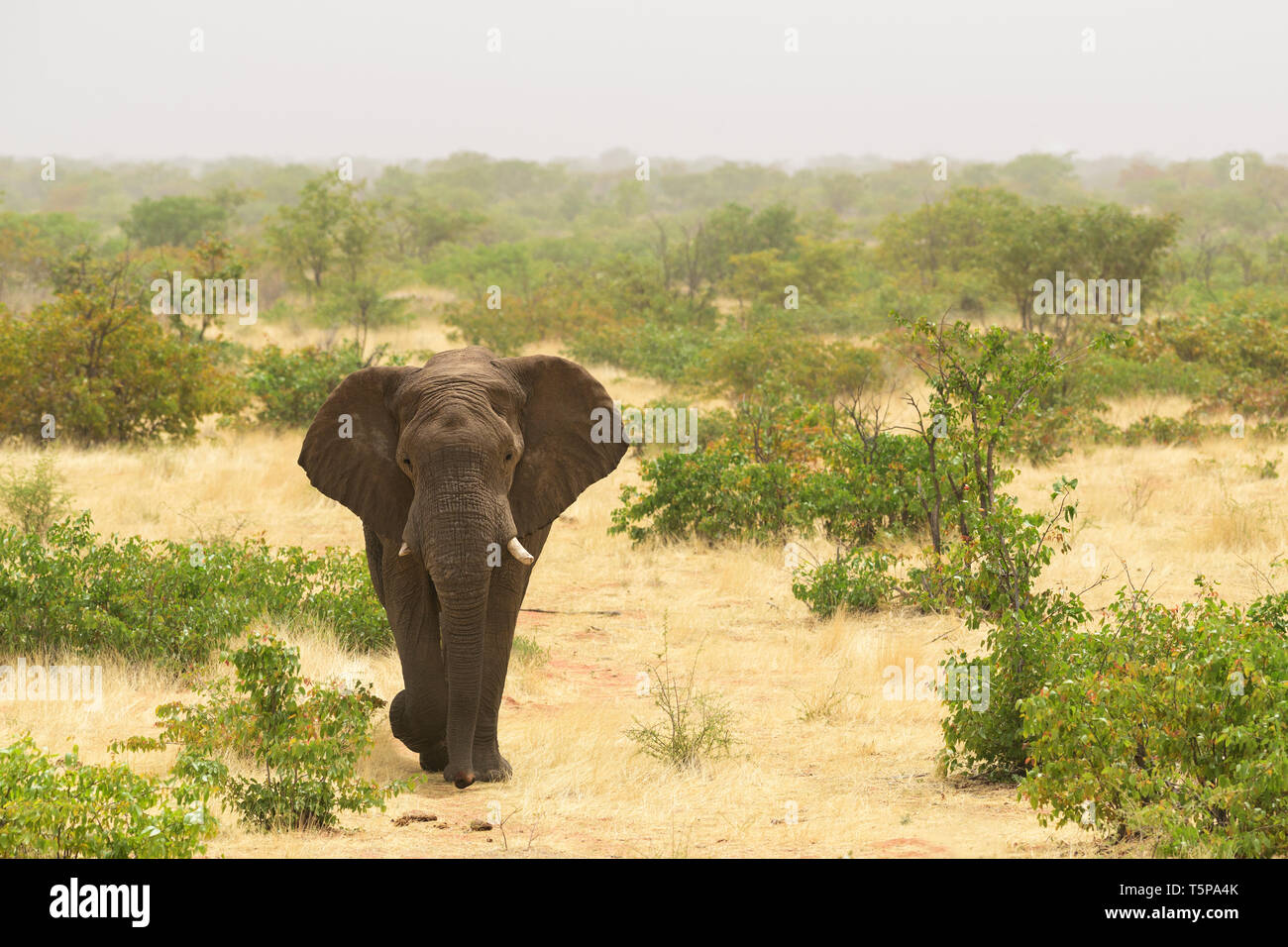 African Bush Elephant - Loxodonta africana, iconic member of African ...