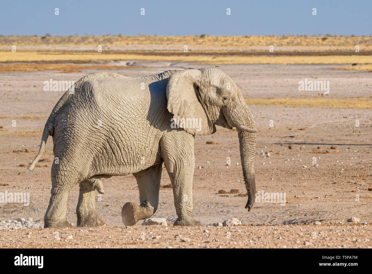 African Bush Elephant - Loxodonta africana, iconic member of African ...