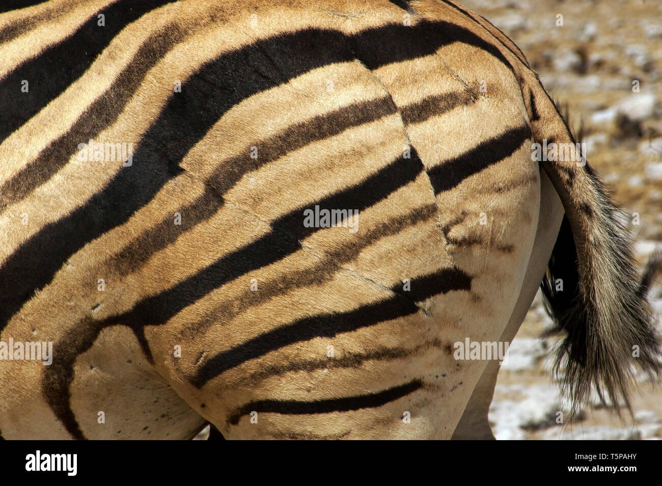 Burchell's zebra (Equus quagga) rump showing an old wound healed, with ...