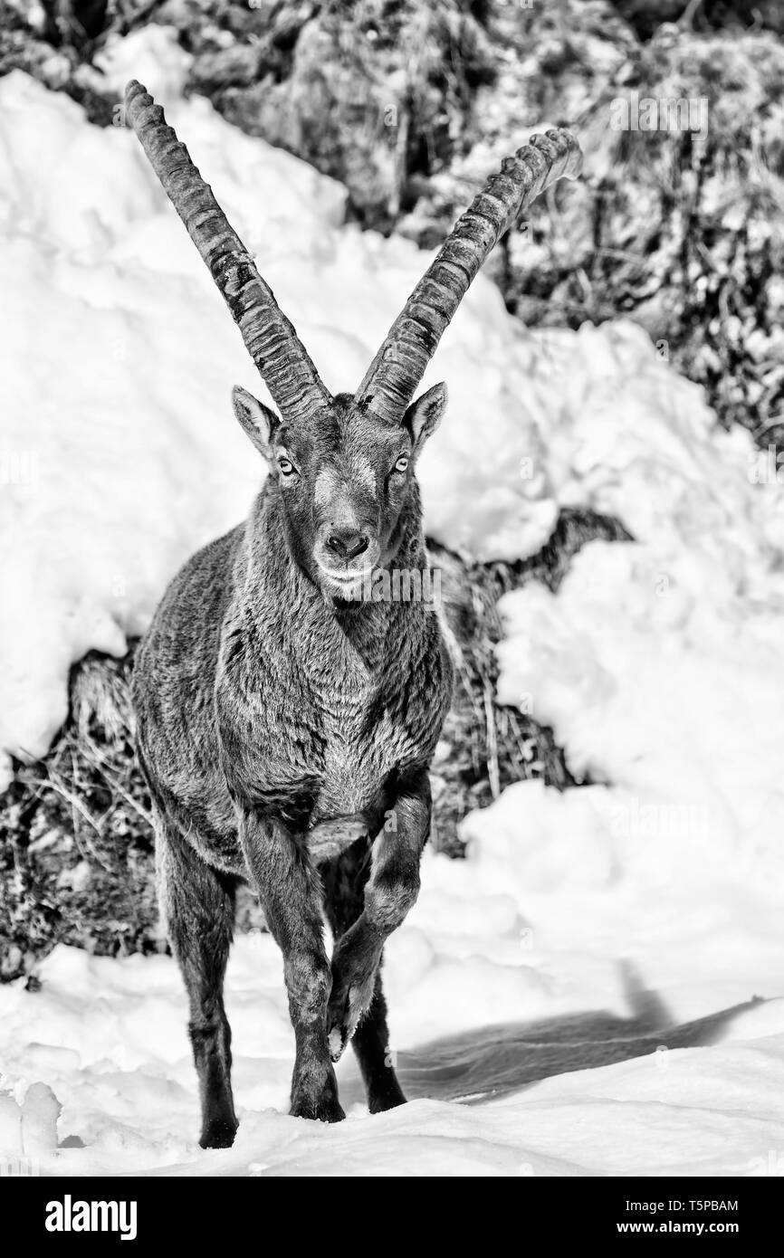 Alpine horns Black and White Stock Photos & Images - Alamy