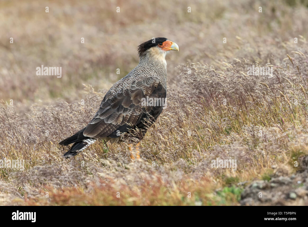 Bird carcass hi-res stock photography and images - Alamy