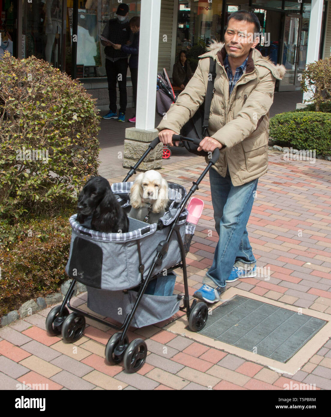 Pet stroller hi-res stock photography and images - Alamy