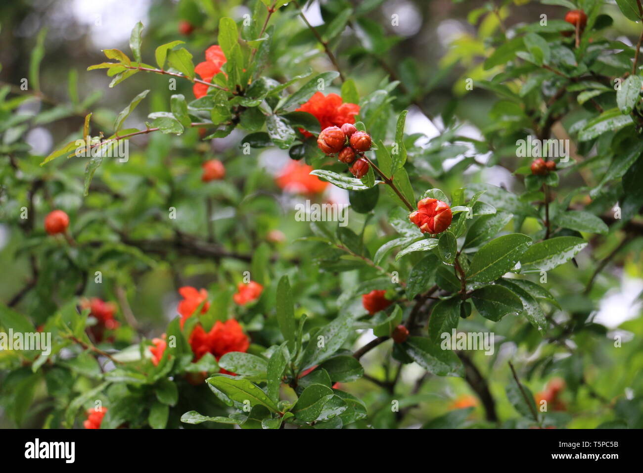 Pomegranate tree ornamental hi-res stock photography and images - Alamy