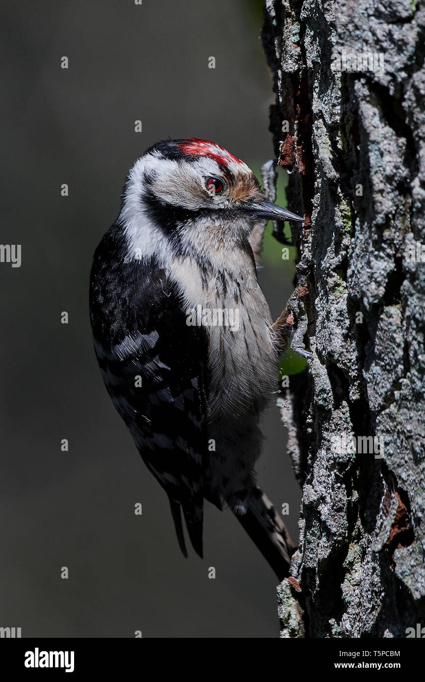 Lesser spotted woodpecker in its natural habitat in Denmark Stock Photo ...