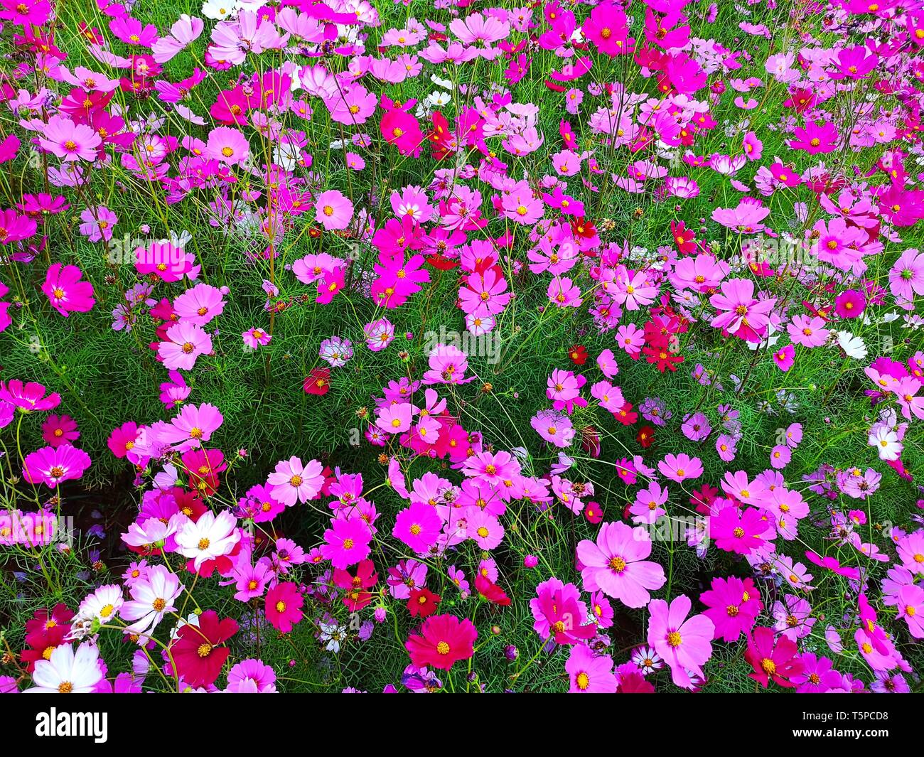 Pink, white and red cosmos flowers are blooming set to background, crop ...