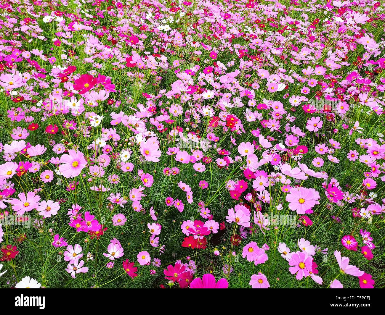 Pink, white and red cosmos flowers are blooming set to background, crop ...