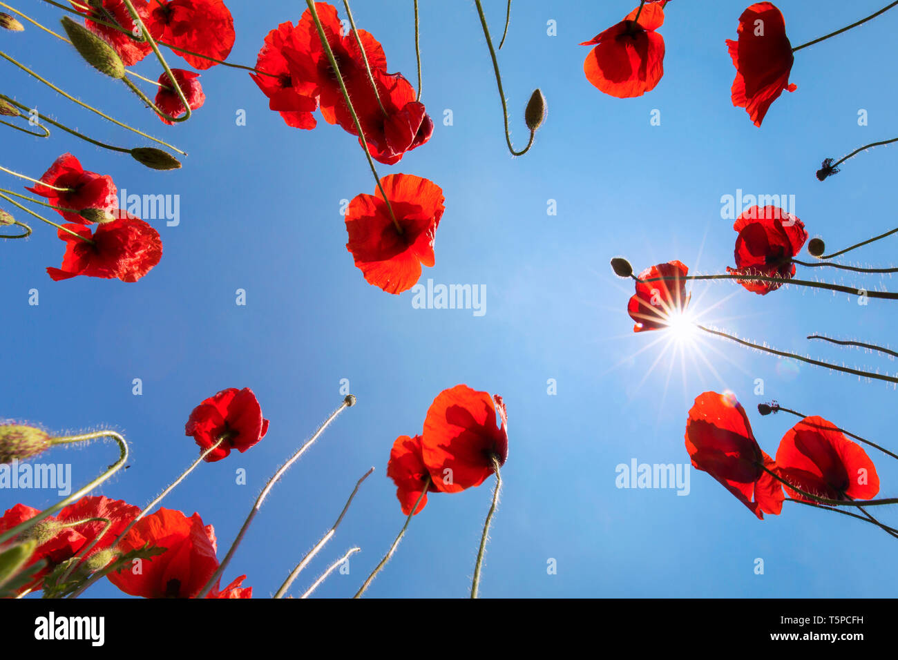 Worm's eye view over common poppies / field poppies / Flanders poppies ...