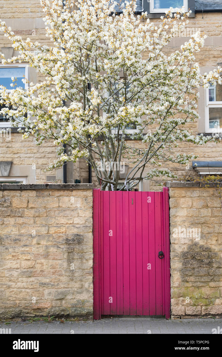 Pink wooden garden gate and cherry tree in spring. Chipping Norton ...
