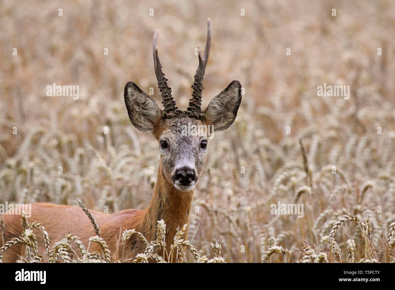 European roe deer (Capreolus capreolus) buck foraging in cereal field ...