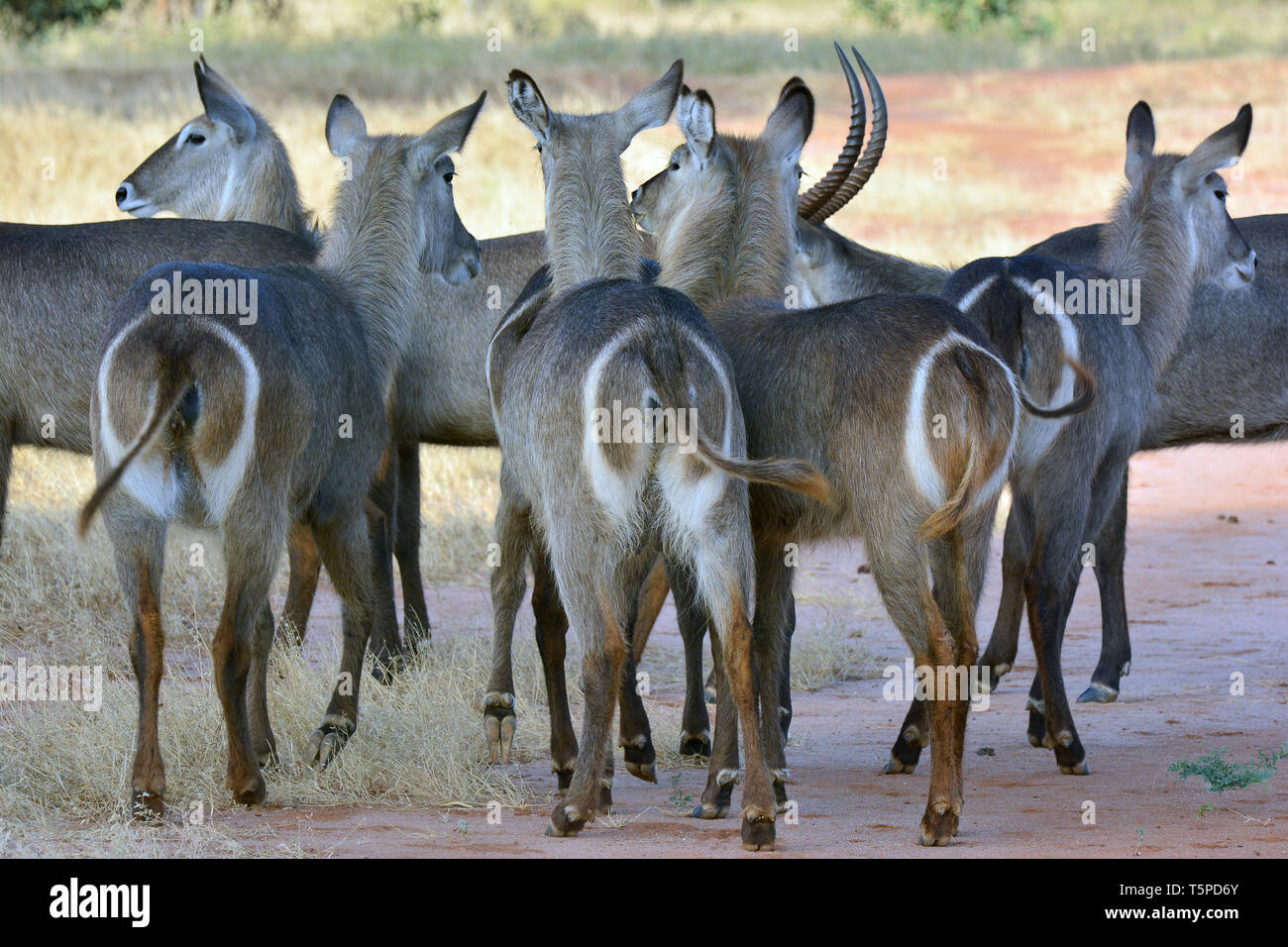 Wasserbock hi-res stock photography and images - Alamy