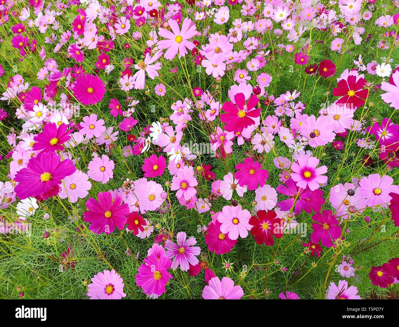 Pink, white and red cosmos flowers are blooming on the garden ...