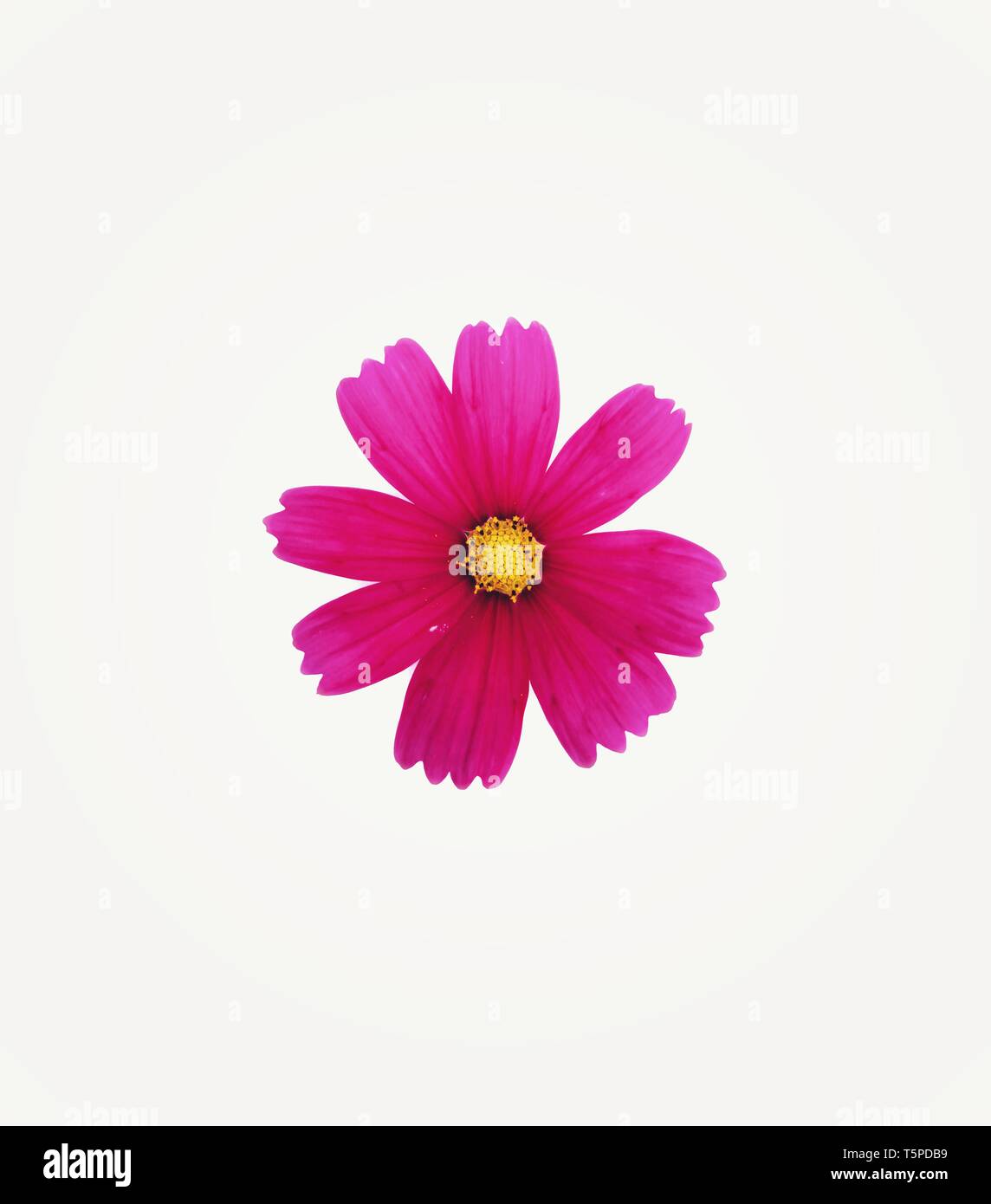 Red cosmos flower isolated on white background Stock Photo - Alamy